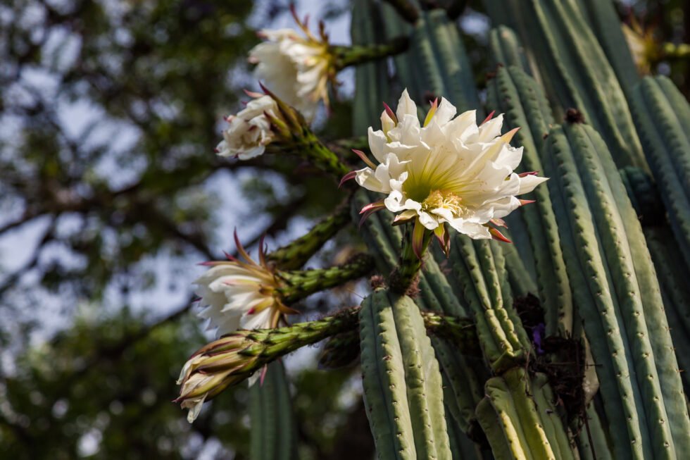 San Pedro: the shaman's cactus of the sacred waters - Odyssey Magazine