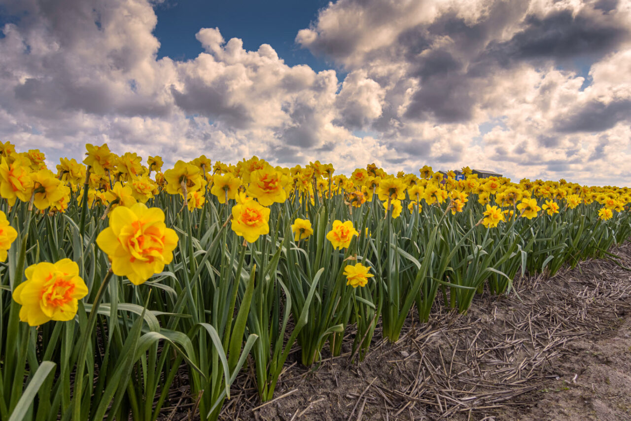 The Daffodil Principle