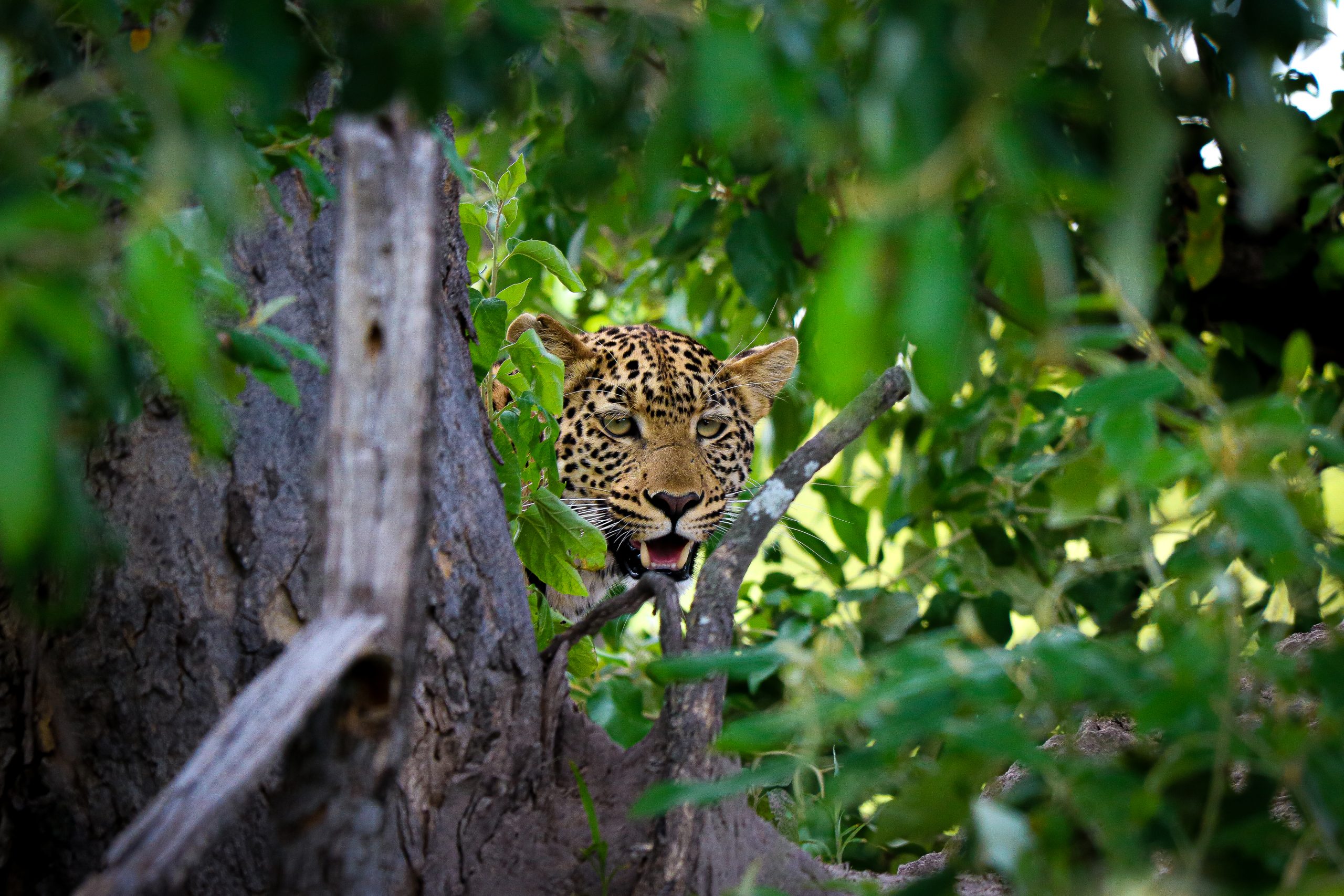 Brett Shuttleworth goes wild - Odyssey Magazine